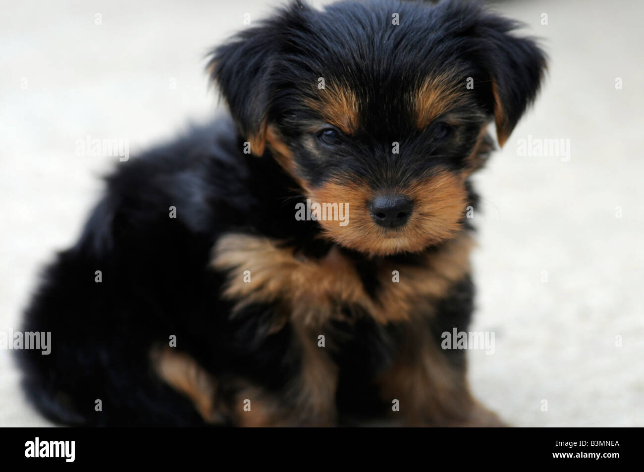 A six week old Yorkshire Terrier puppy Stock Photo - Alamy