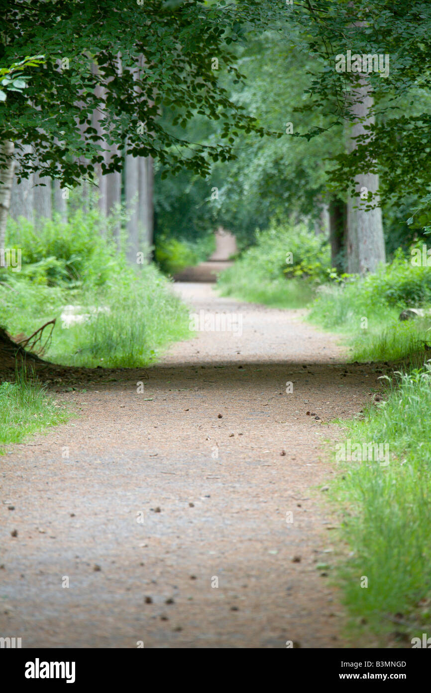 Tree Lined Path Through The Woods High Resolution Stock Photography and ...