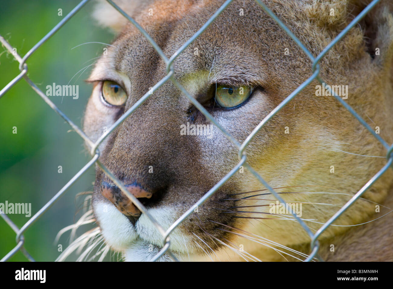 Captivity hi-res stock photography and images - Alamy
