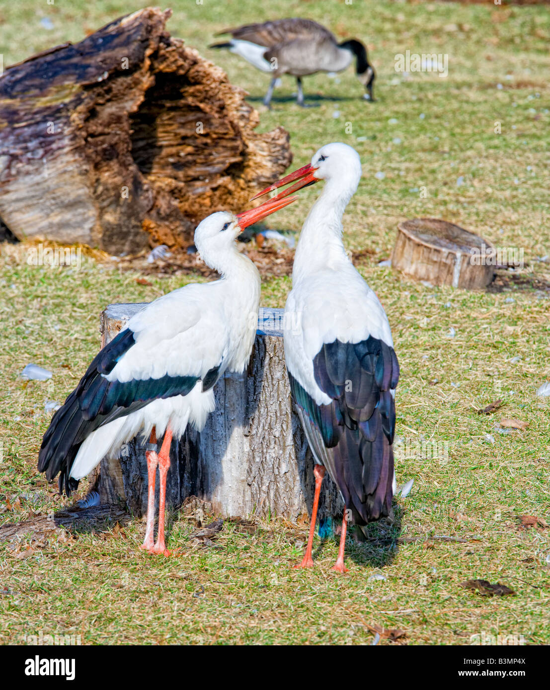 A pair of white storks Stock Photo - Alamy