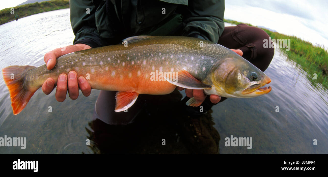 SOUTHWEST ALASKA Fisherman Releasing Brilliant Orange and Speckled ...