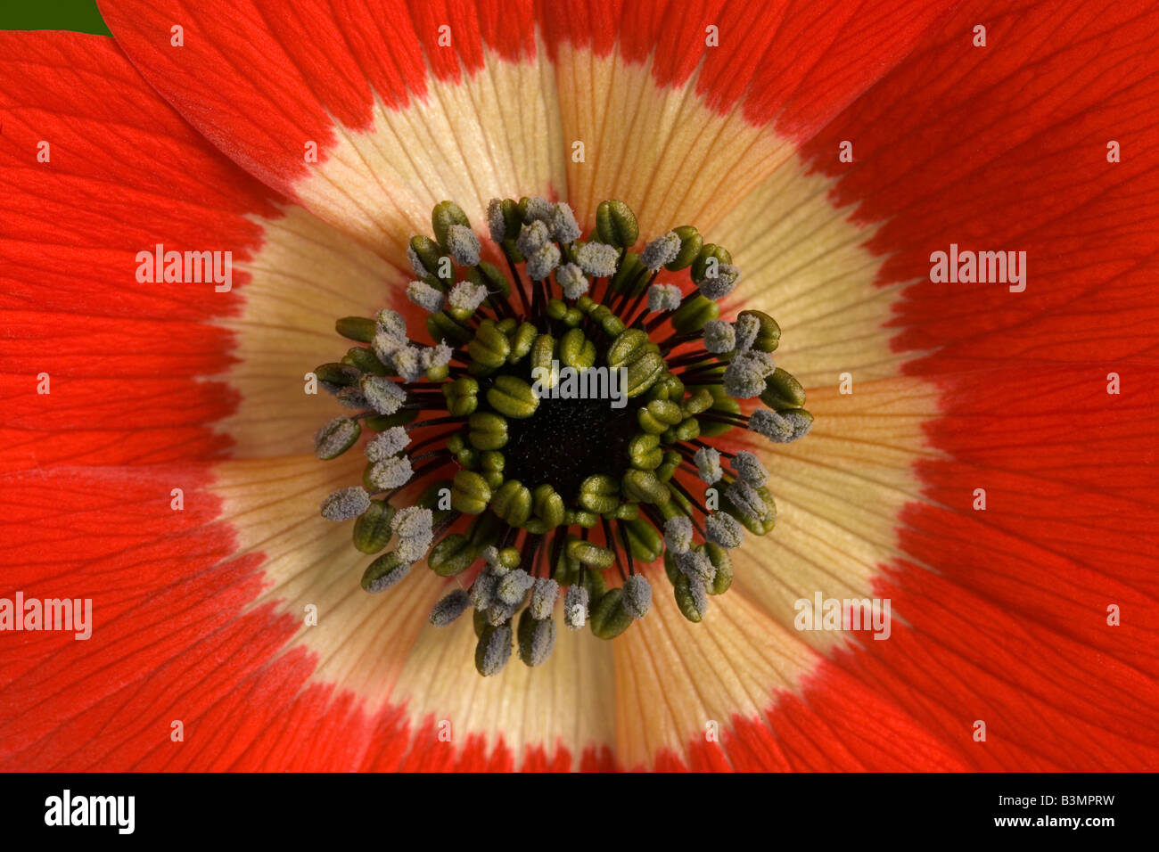 Crown Anemone Anemone coronara Peloponnese Greece Stock Photo - Alamy