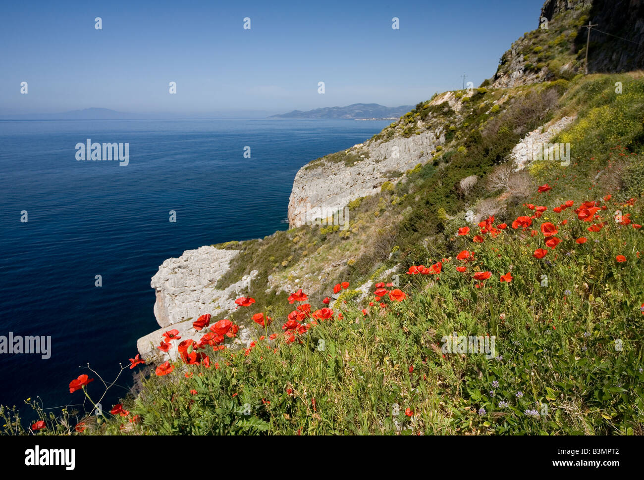 Long headed Poppies on coast between Ag Dimitrios and Trahila ...