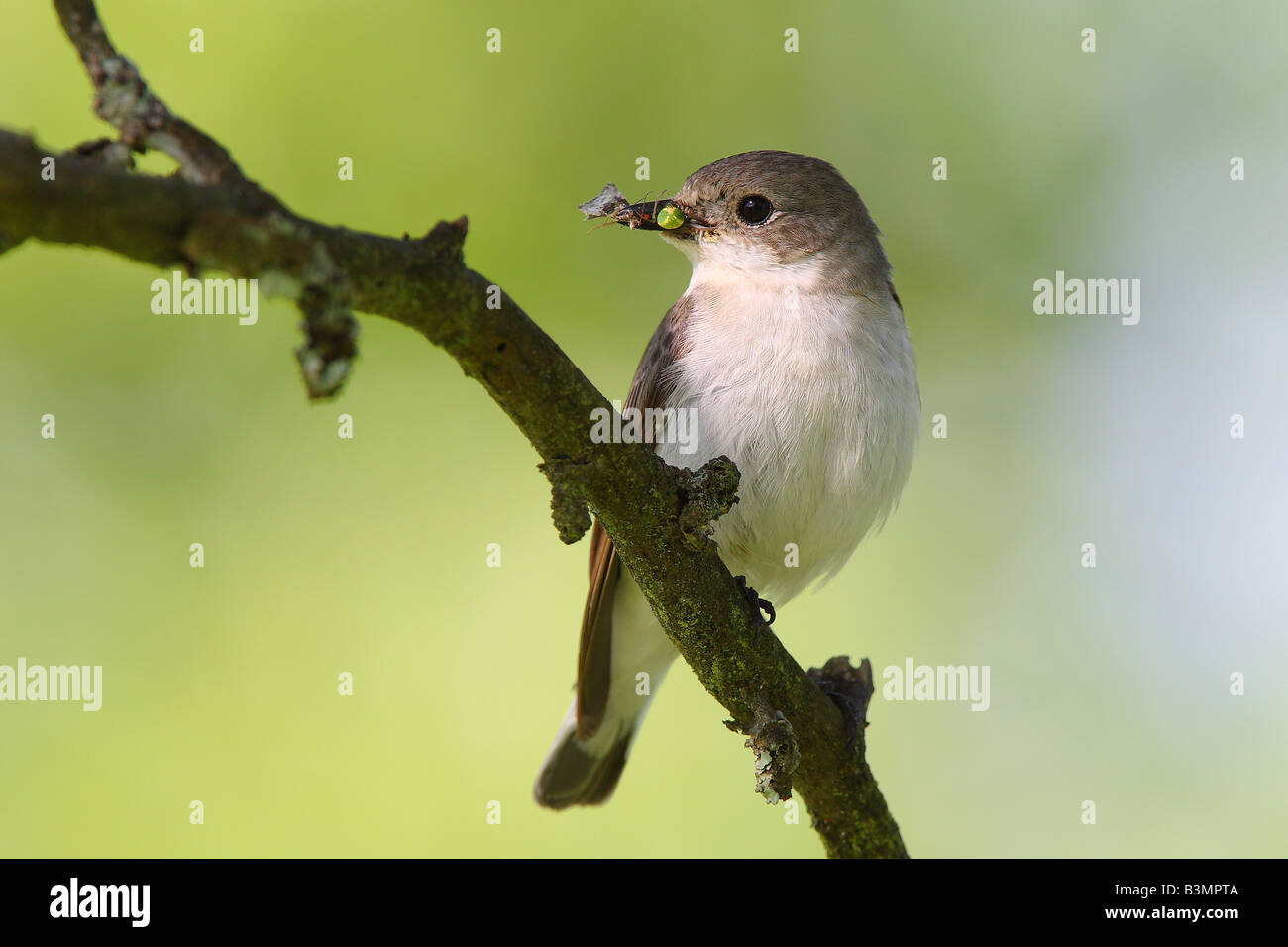 collared flycatcher - with prey / Ficedula albicollis Stock Photo - Alamy
