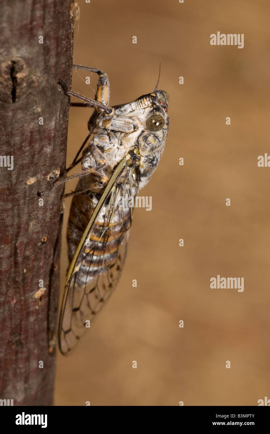 Cicada orni hi-res stock photography and images - Alamy