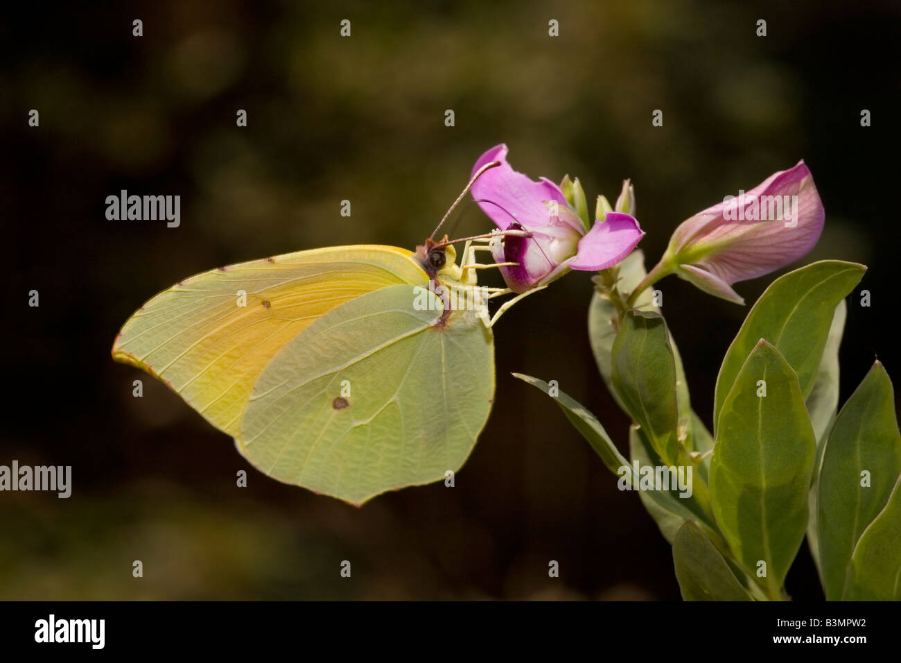 Butterfly guide hi-res stock photography and images - Alamy