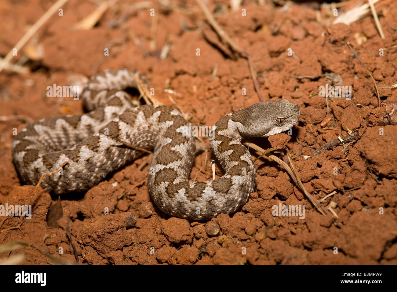 Nose horned Viper Vipera ammodytes Peloponnese Greece Stock Photo - Alamy