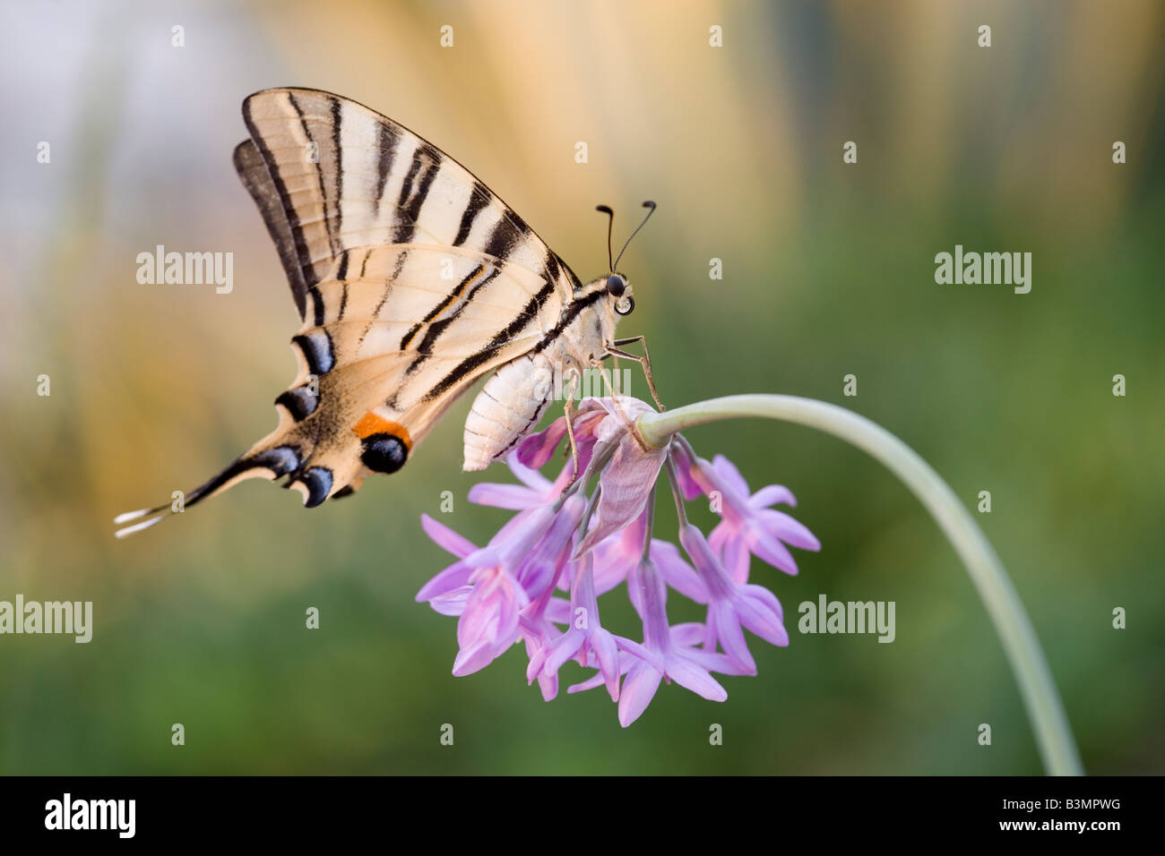 Scarce swallowtail butterfly hi-res stock photography and images - Alamy