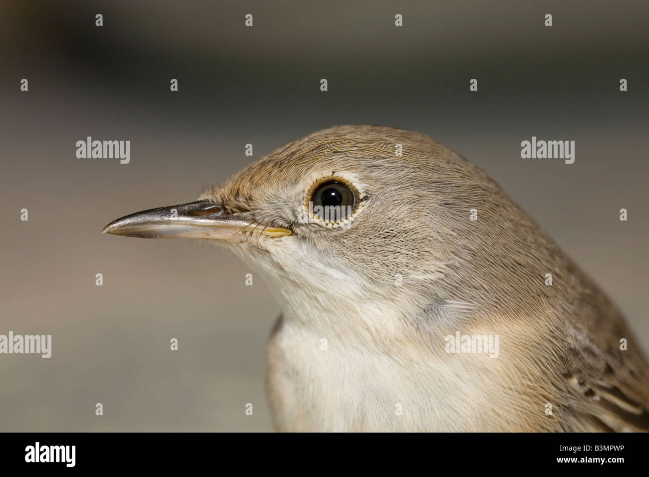 Reed warblers hi-res stock photography and images - Alamy