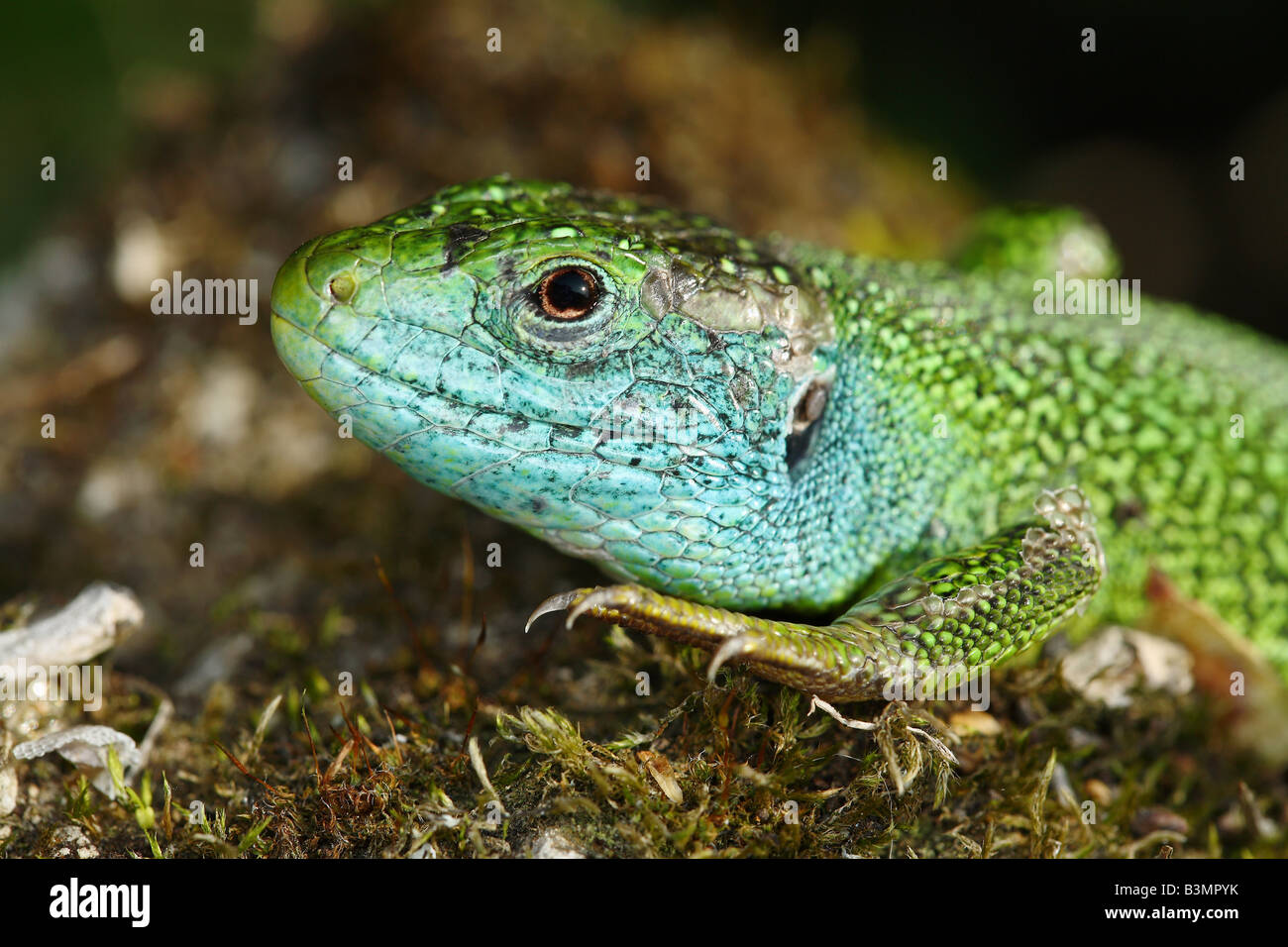 Green Lizard - portrait Stock Photo - Alamy