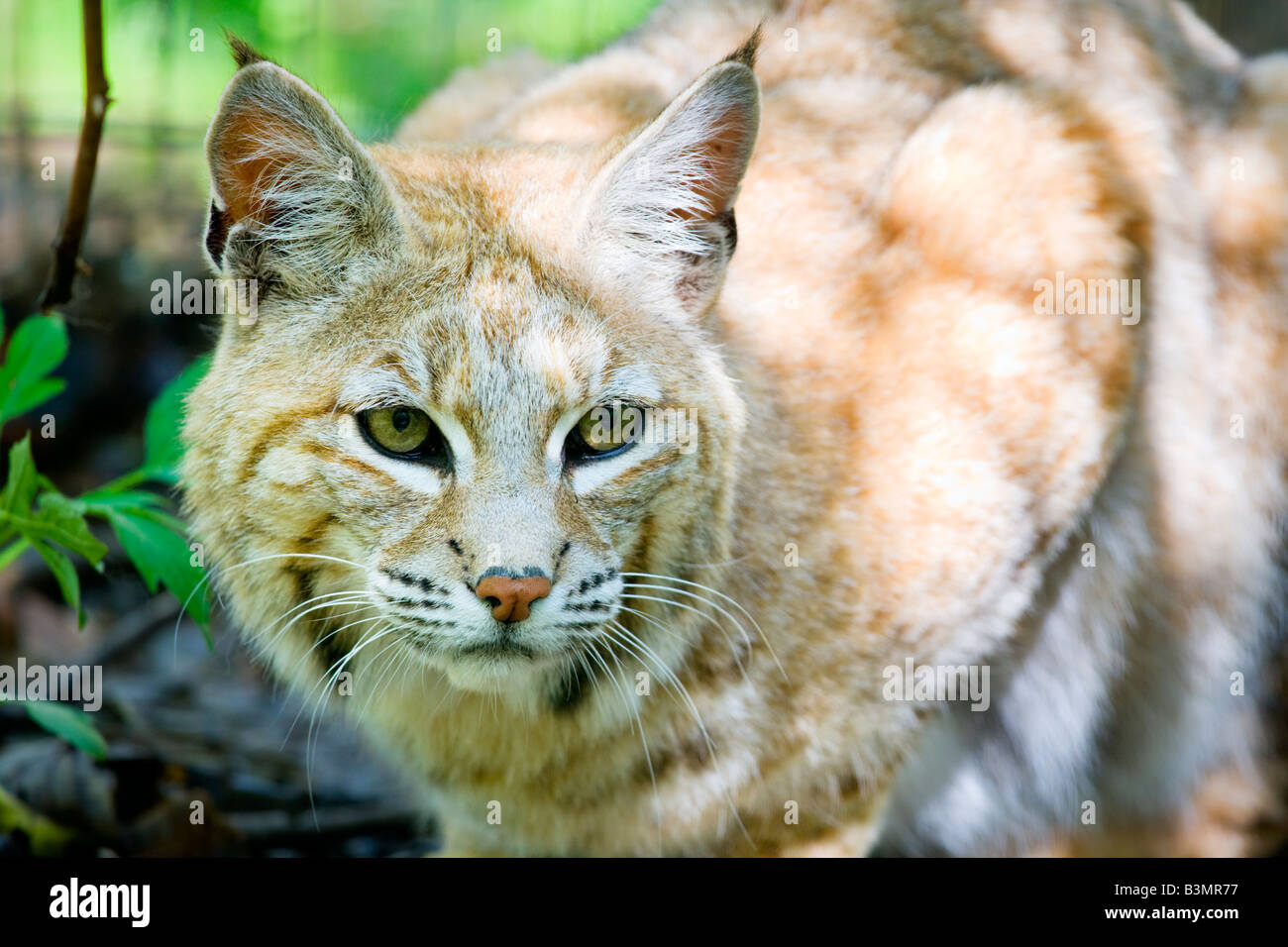 Bobcat hi-res stock photography and images - Alamy