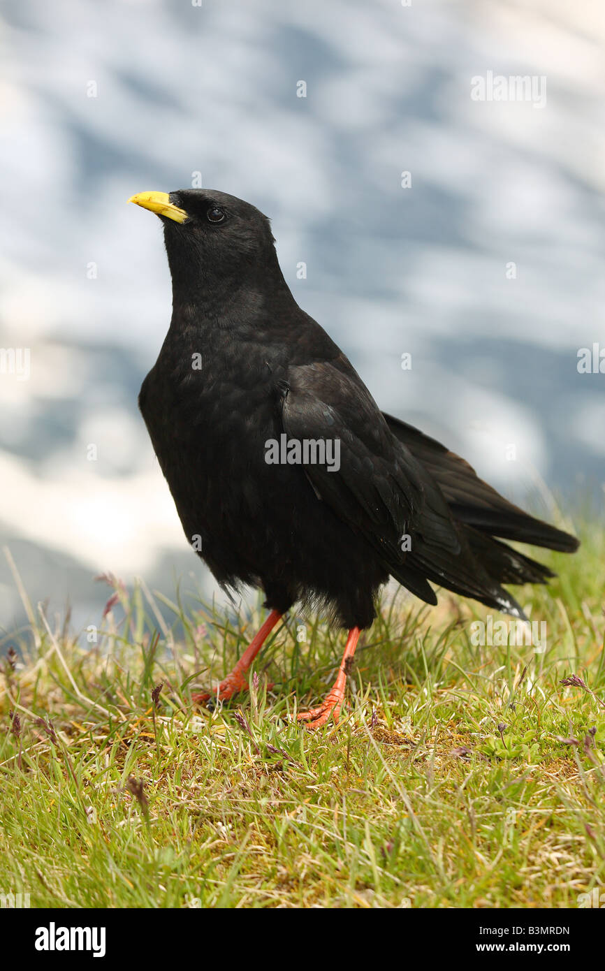 Alpine Chough - standing on meadow / Pyrrhocorax graculus Stock Photo ...