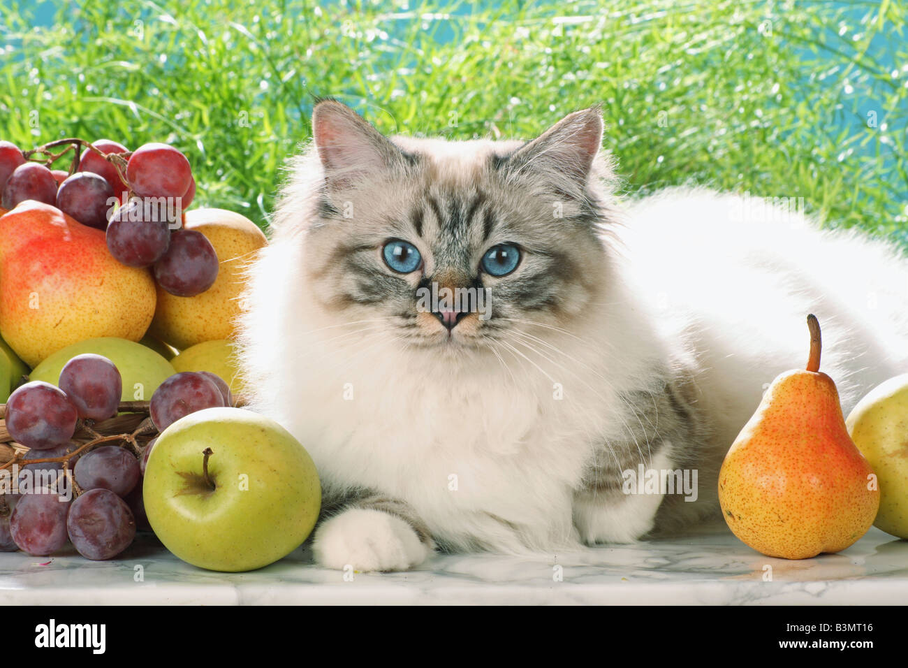 Sacred cat of Burma - lying between fruits Stock Photo - Alamy