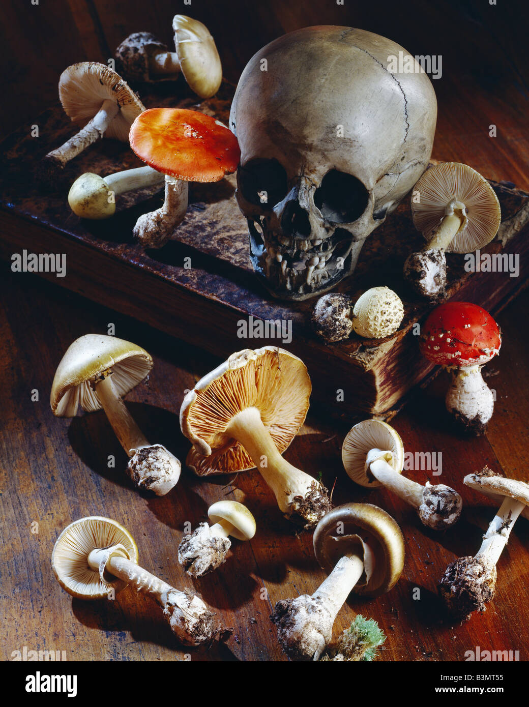 Deadly poisonous species of mushroom hi-res stock photography and ...