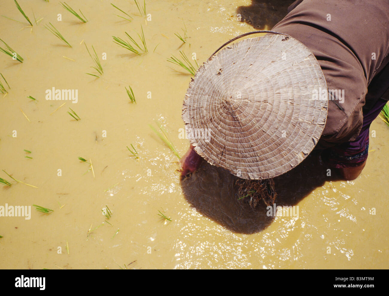 Asian woman planting rice in paddy field Laos Stock Photo - Alamy