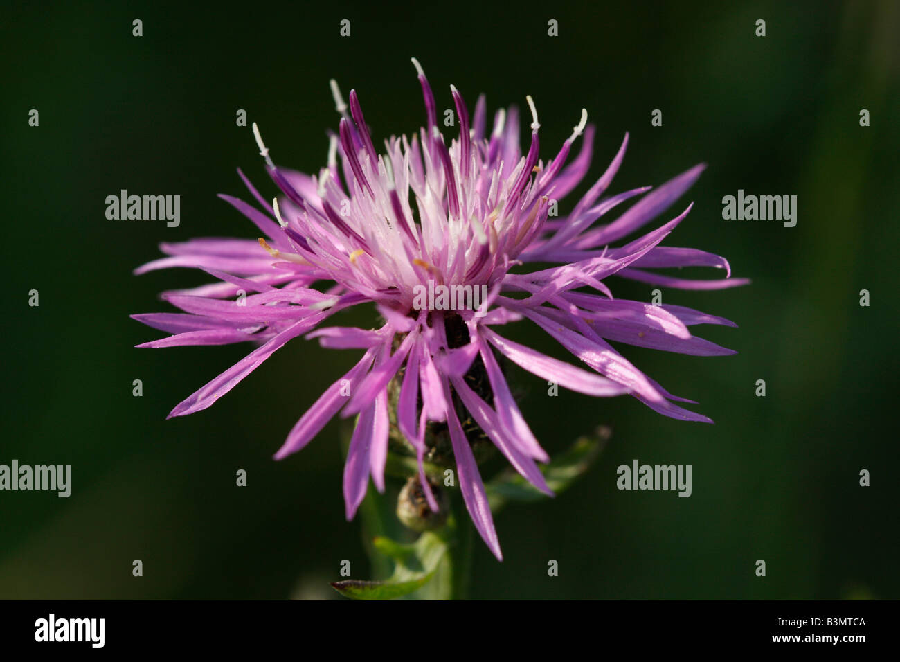 Spotted knapweed hi-res stock photography and images - Alamy