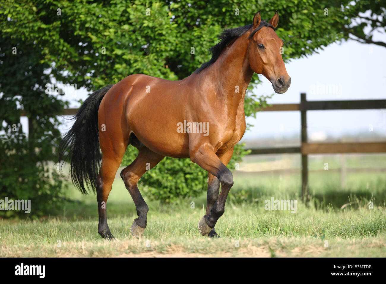 Nonius horse hi-res stock photography and images - Alamy
