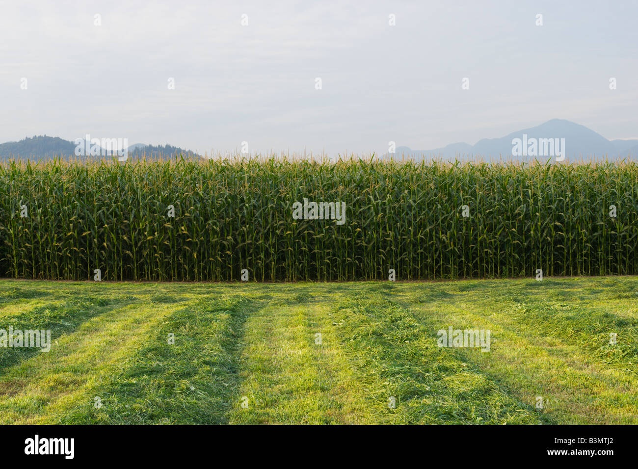 Freshly cut hay lays in rows beside a corn field on a dairy farm in ...