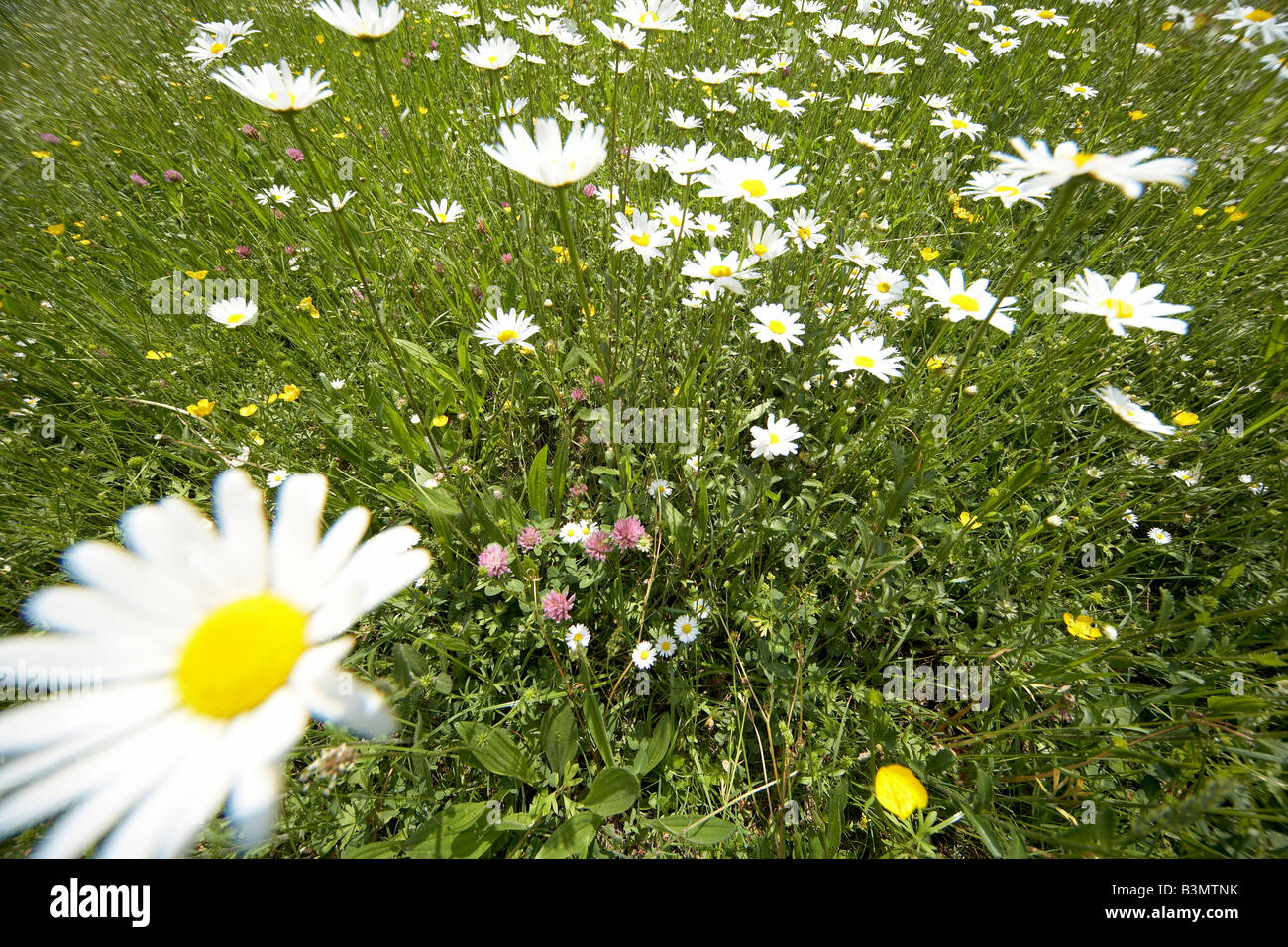 Wildflowers in Meadow, close-up Stock Photo - Alamy