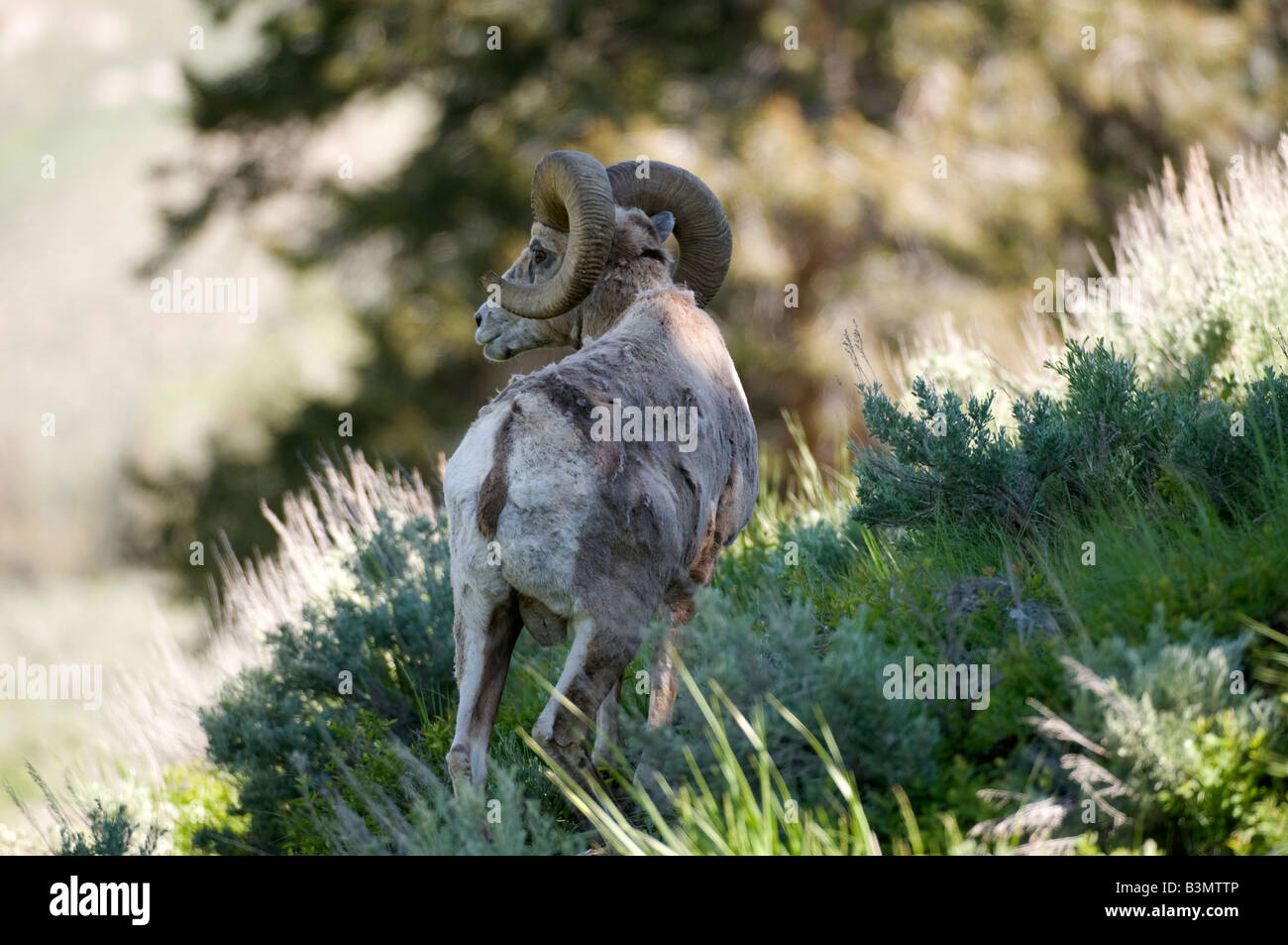Posing ram hi-res stock photography and images - Alamy