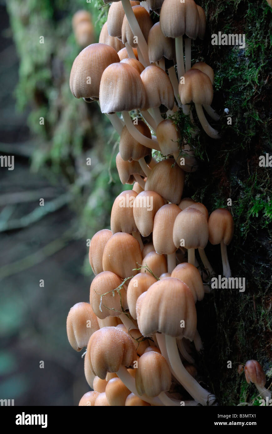 Funghi growing on the trunk of a tree Stock Photo - Alamy