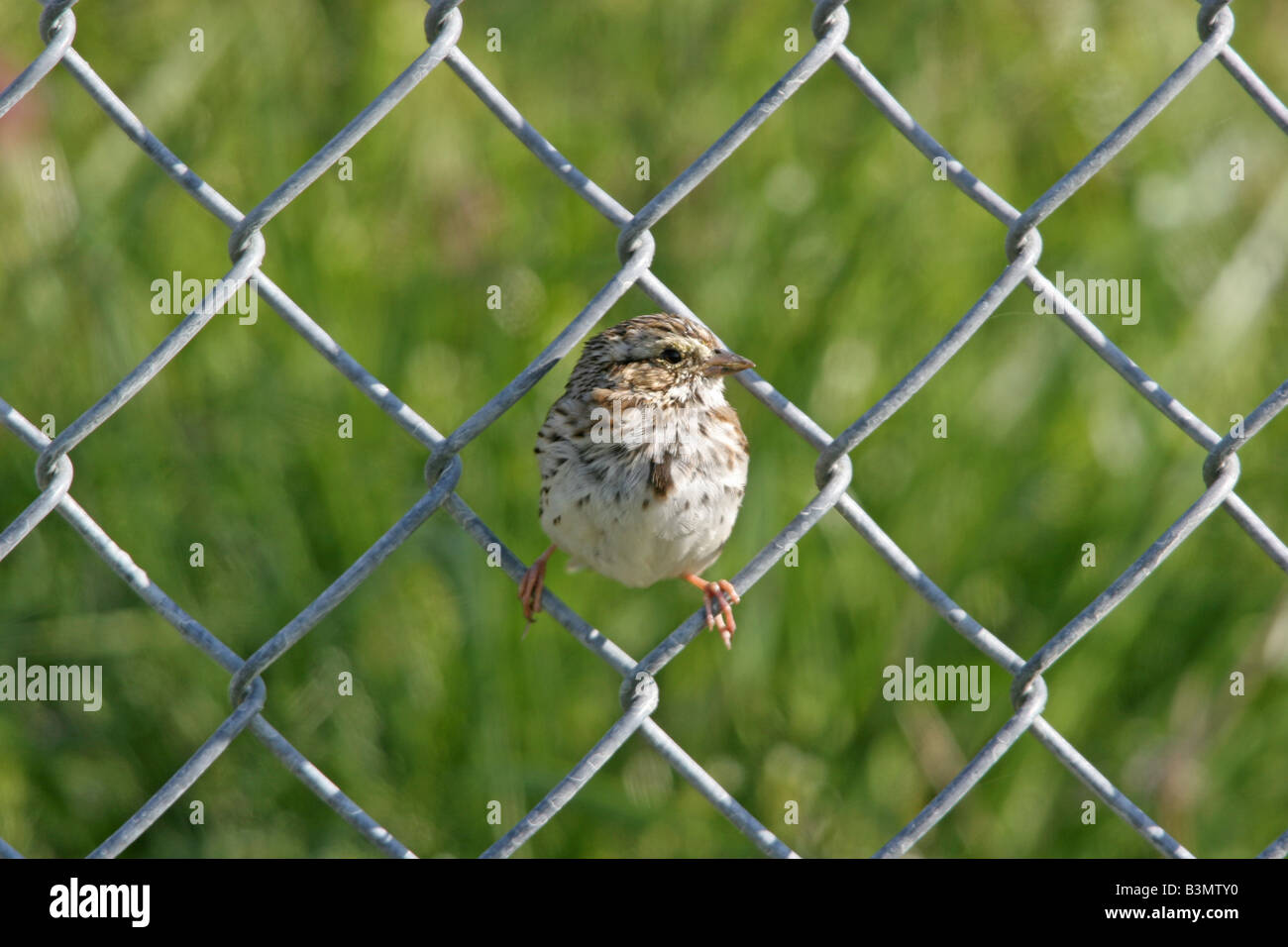 Baby sparrow on fence Stock Photo - Alamy