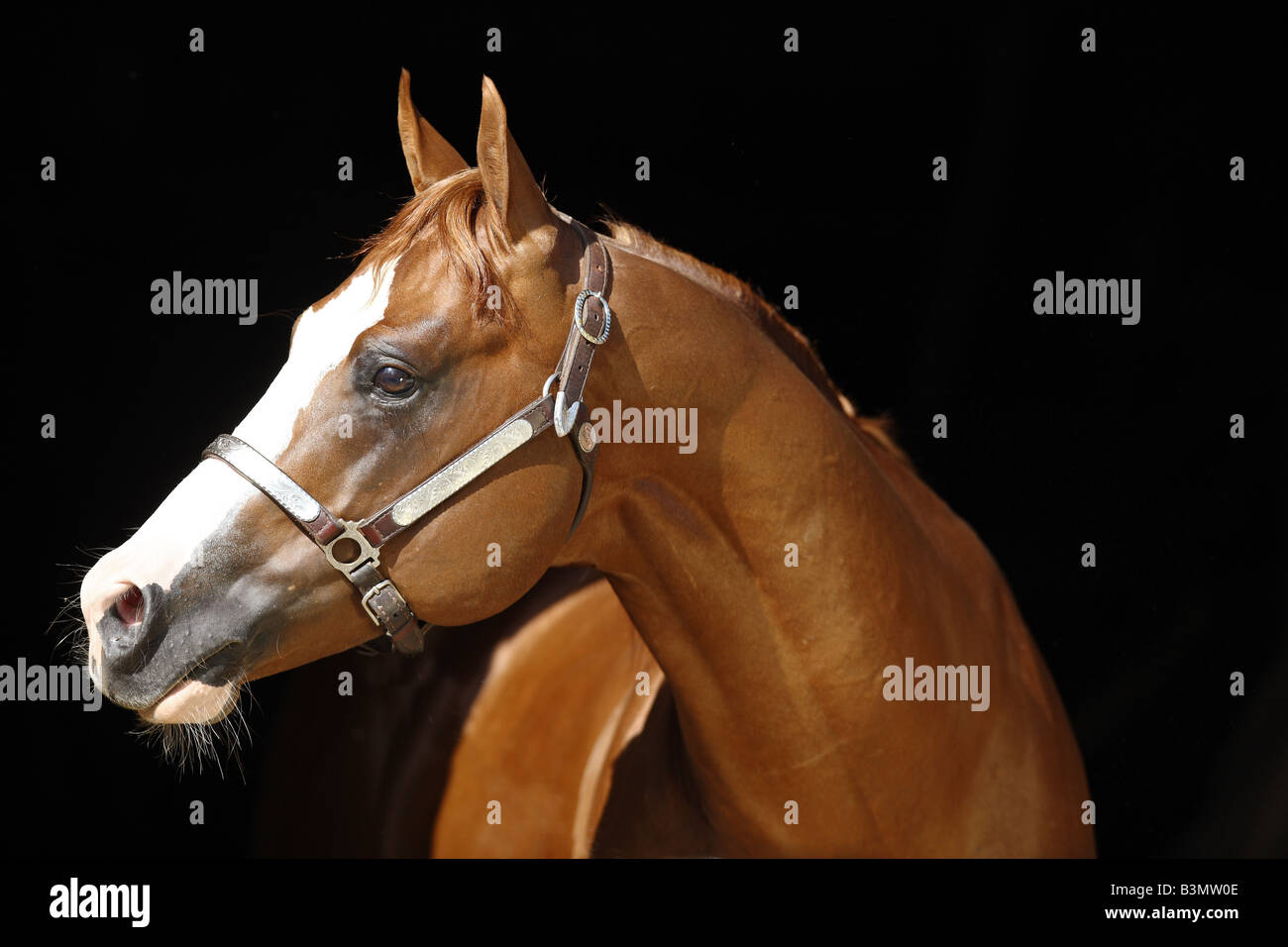 Paint Horse. Portrait of adult horse with halter Stock Photo - Alamy