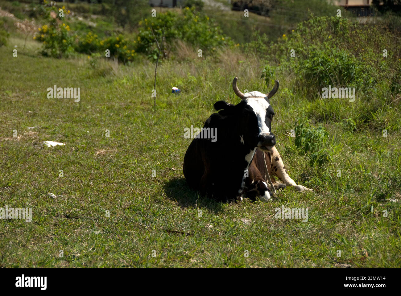 Cuba cow hi-res stock photography and images - Alamy