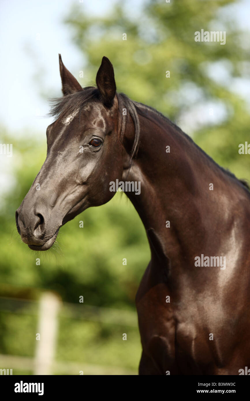 Trakehners hi-res stock photography and images - Alamy
