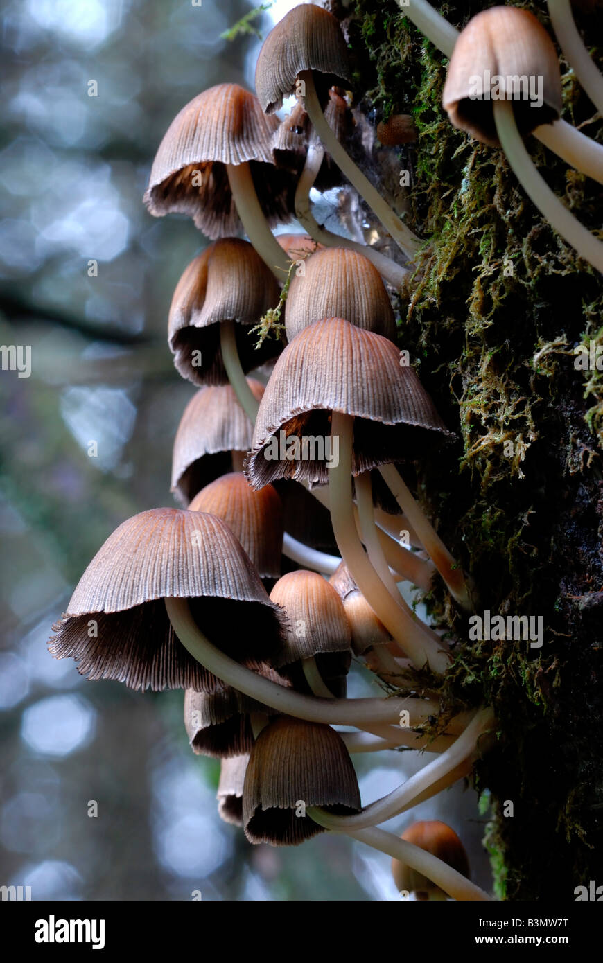 Funghi growing on the trunk of a tree Stock Photo - Alamy