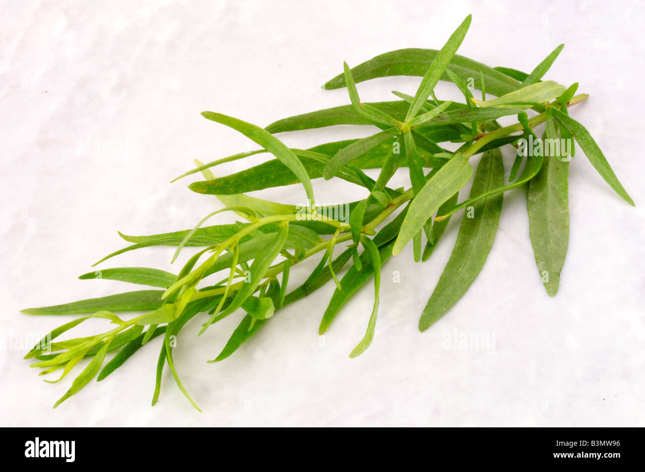 Dragons herb hi-res stock photography and images - Alamy