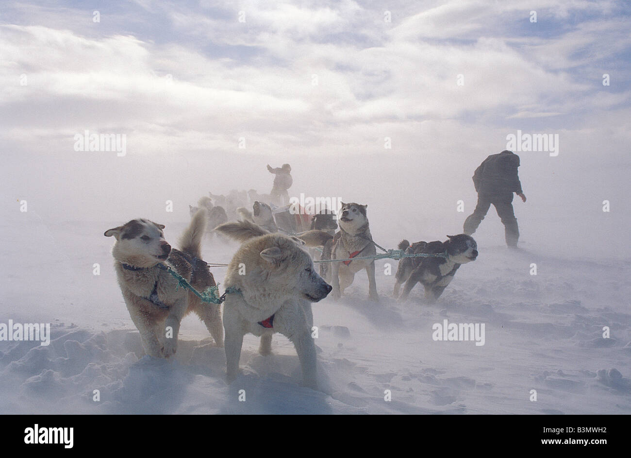 Husky. Huskies with sledge, getting fixed Stock Photo - Alamy