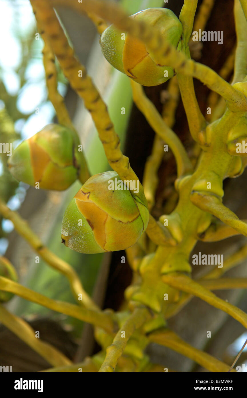 Cocus nucifera fruit palm nut india tropics hi-res stock photography ...