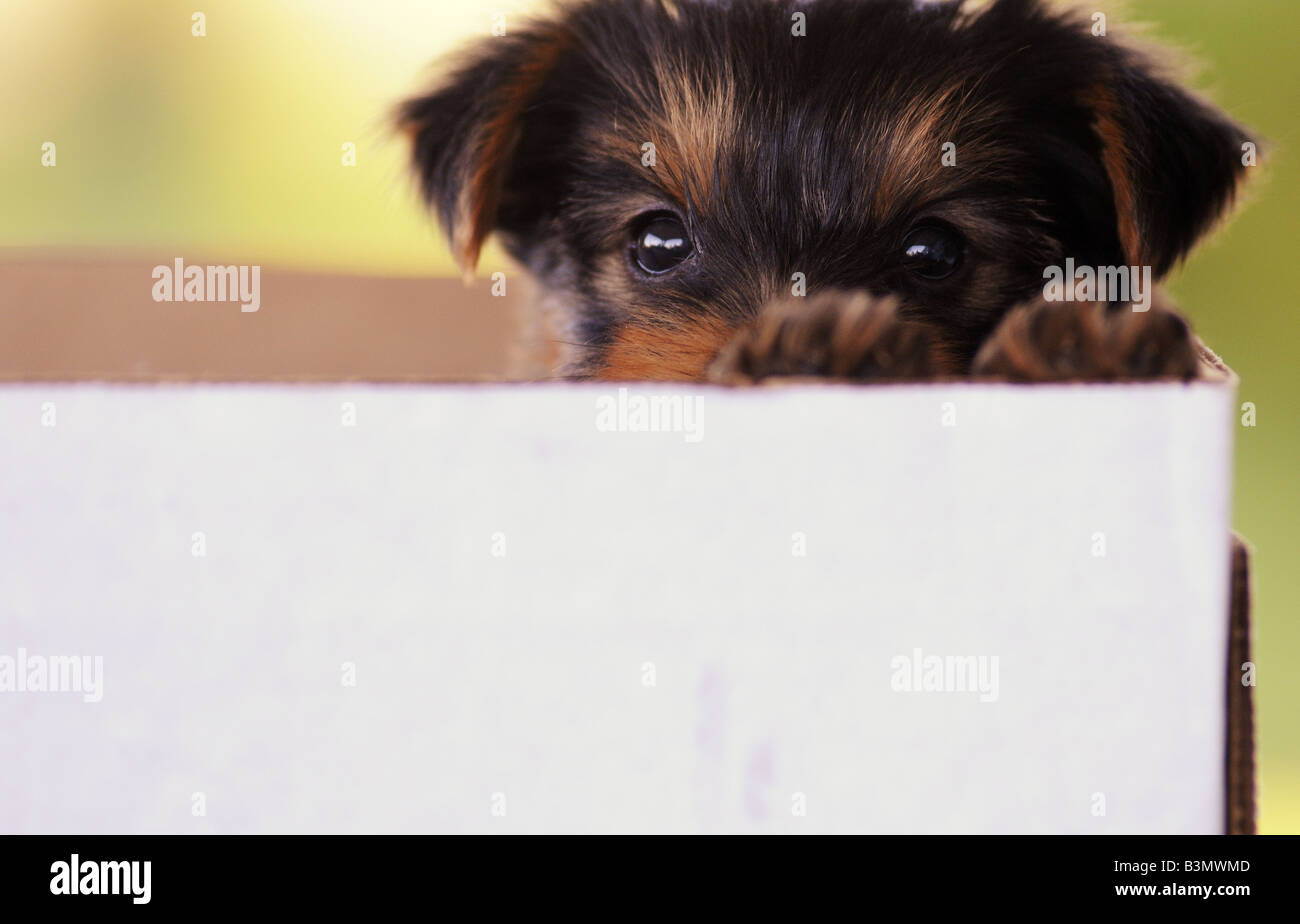 A six week old Yorkshire Terrier puppy peeks from a box Stock Photo - Alamy