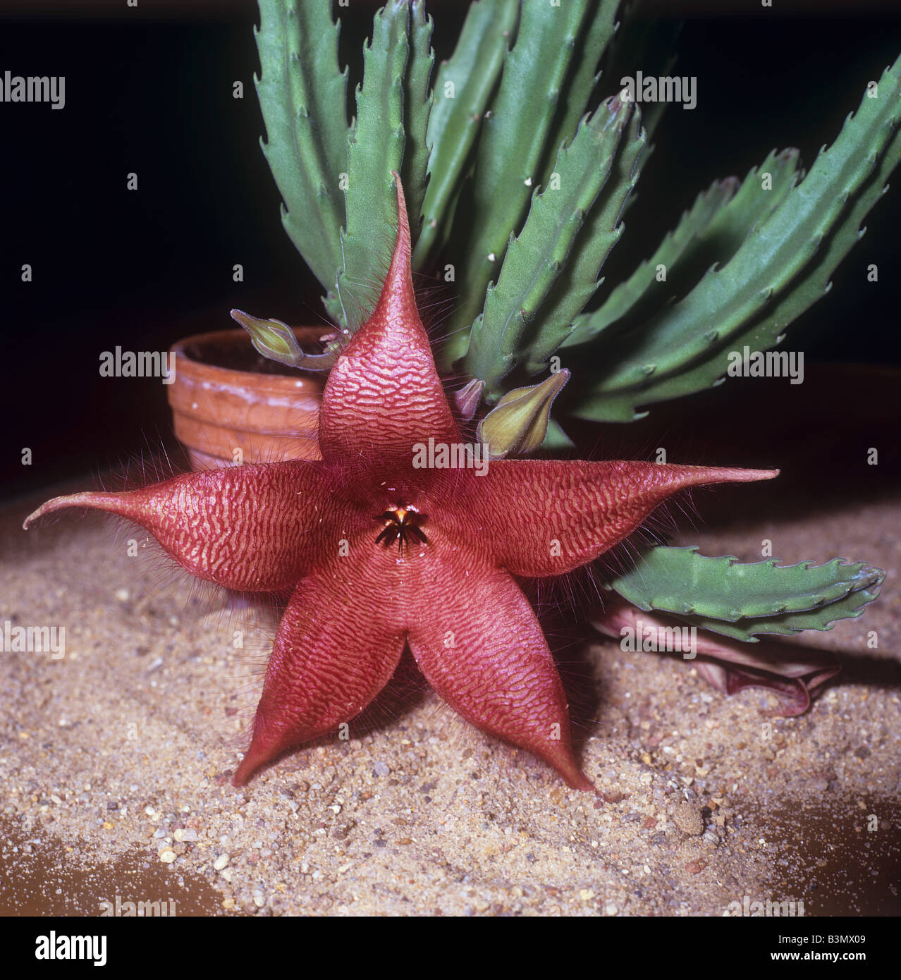 Carrion flowers hi-res stock photography and images - Alamy