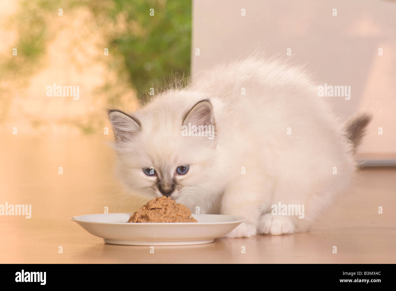 Birman, Sacred cat of Burma. A kitten eats wet food from a plate Stock ...