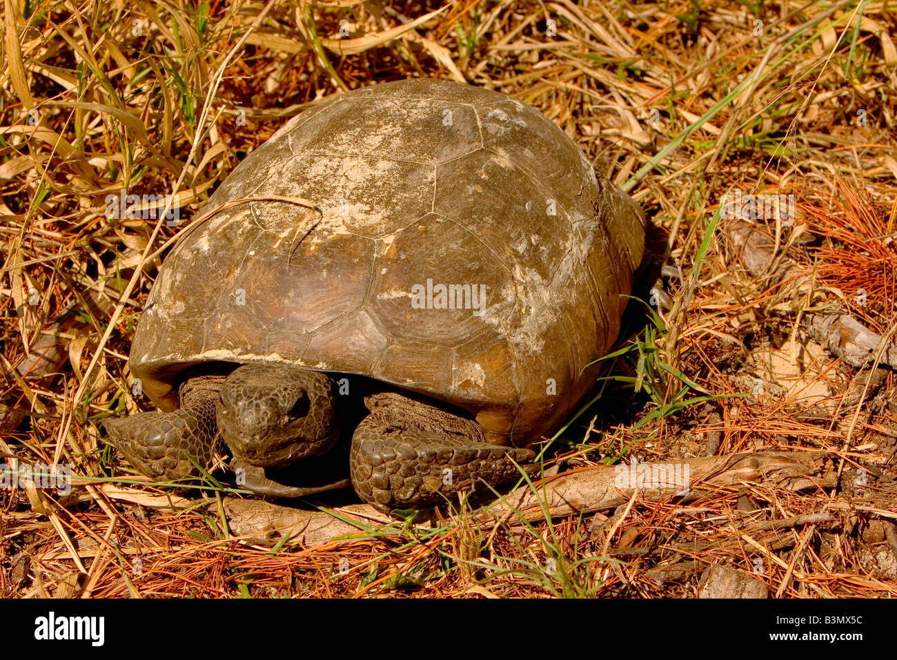 Gopher Turtle Gopherus polypnemus Stock Photo - Alamy