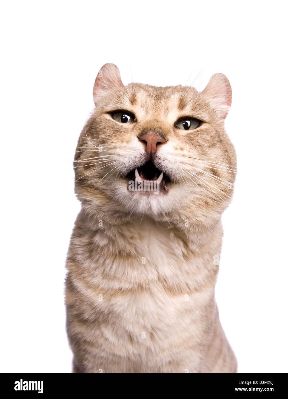 Closeup headshot of cat with mouth open isolated on white background ...