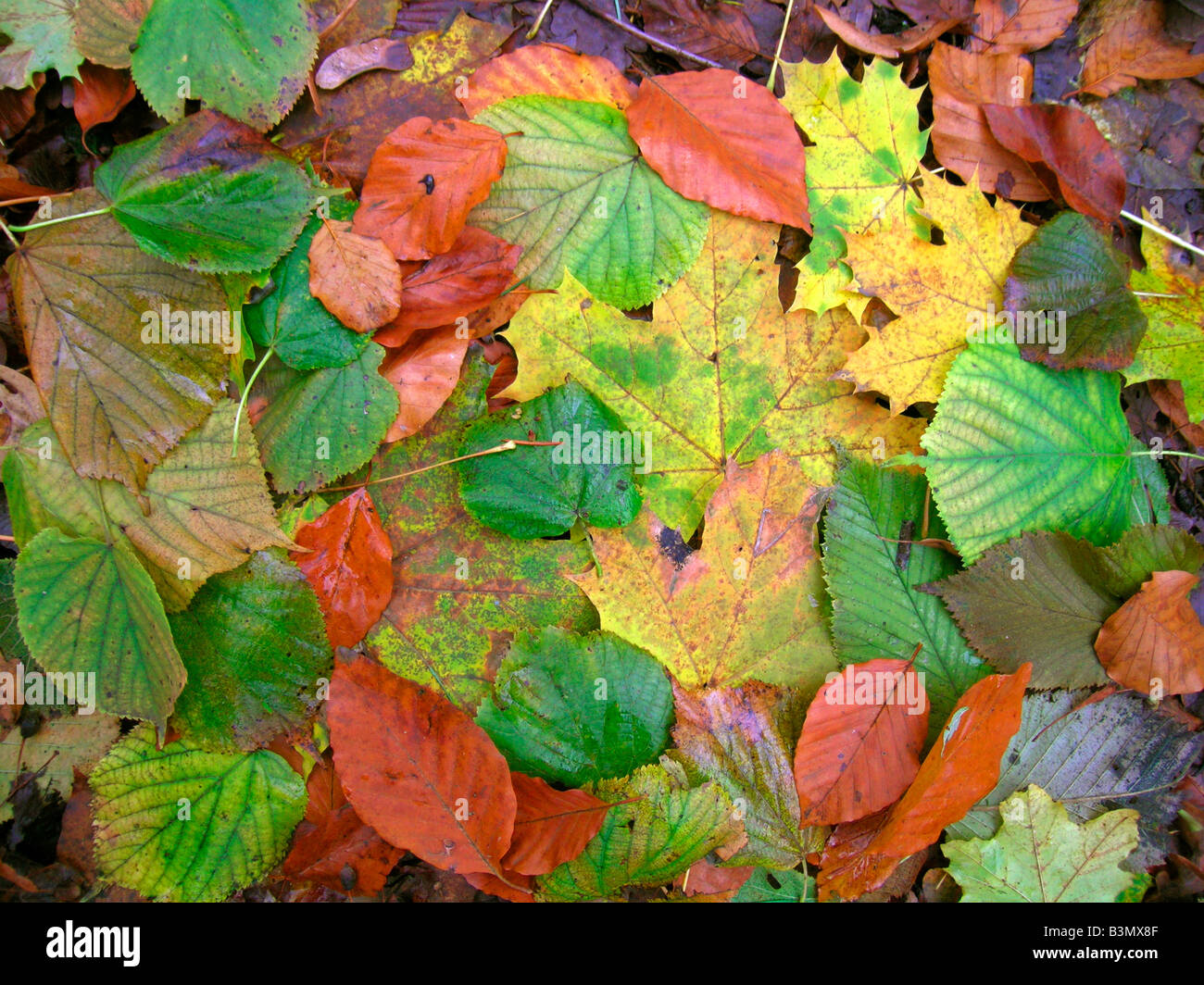 autumn : foliage Stock Photo - Alamy