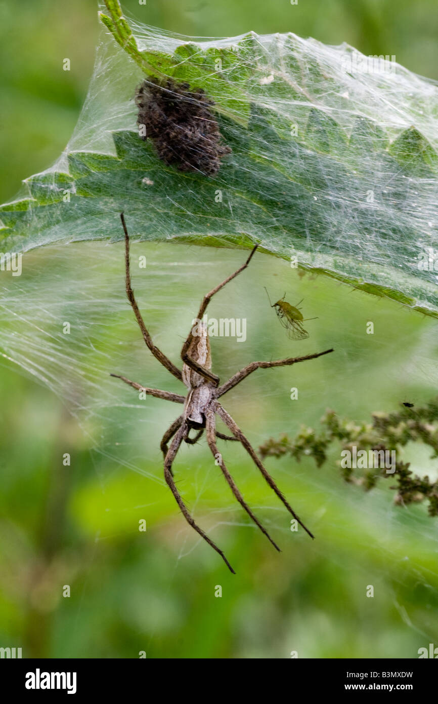 Nursery Web Spider guarding young Stock Photo - Alamy