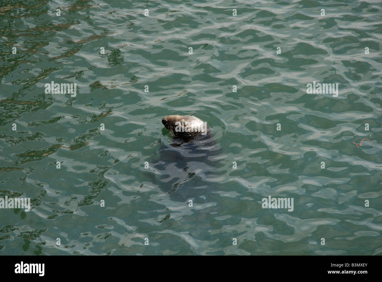 Seal in the fish harbour at Howth Irish sea Co Dublin Ireland Stock ...