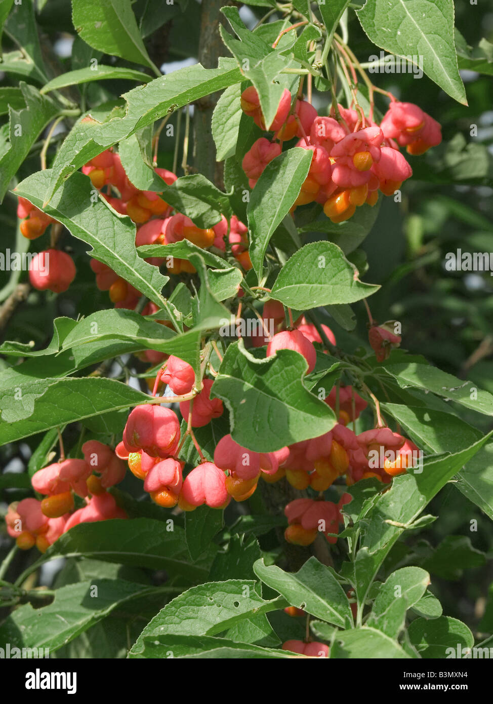 European spindle / Euonymus europaeus Stock Photo - Alamy