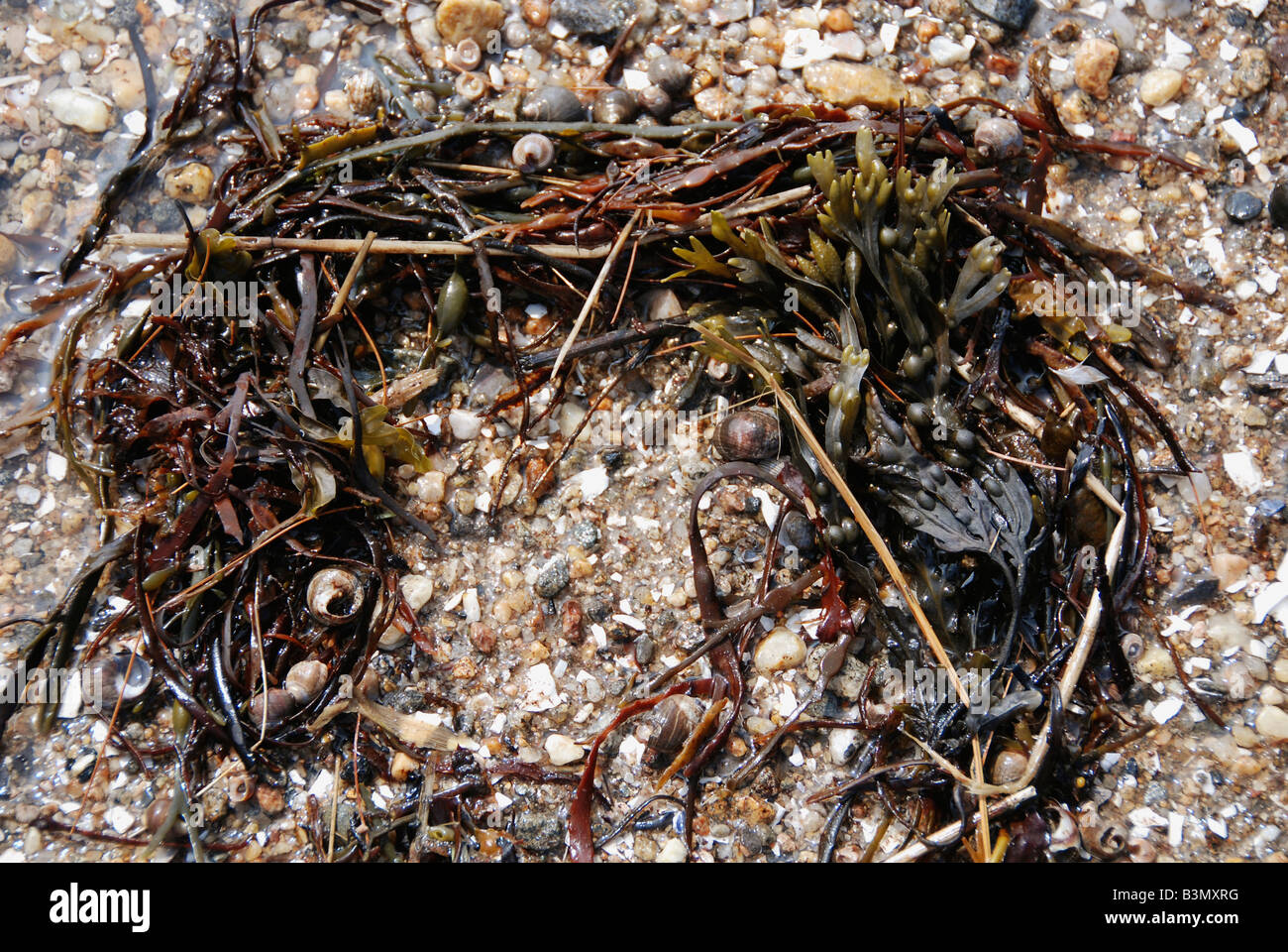 close-up of seaweed Stock Photo - Alamy