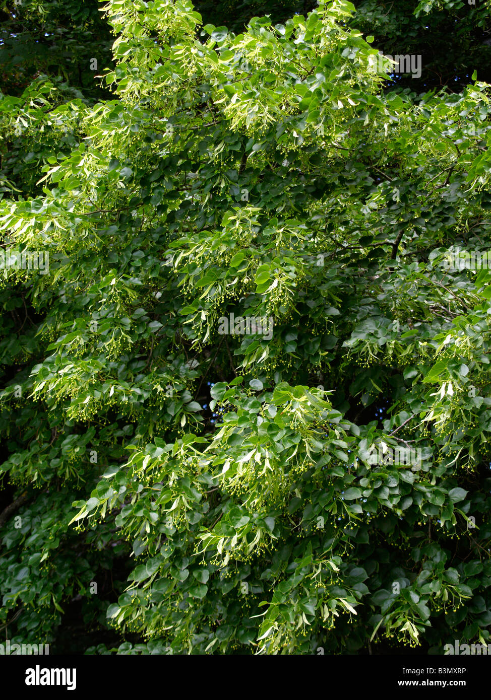 Bluehender Lindenbaum, lime tree blossom Stock Photo - Alamy
