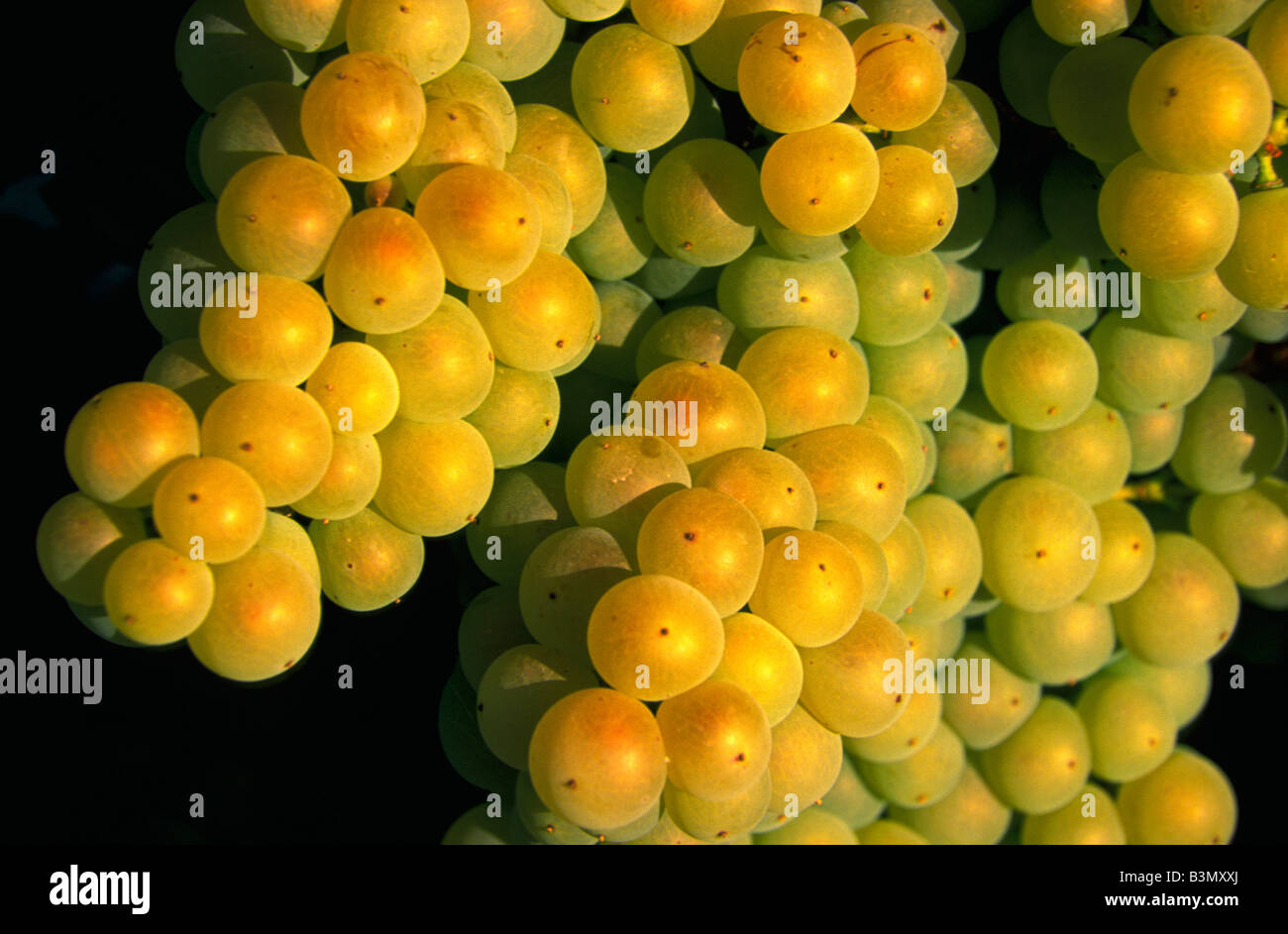 Palomino fino grapes hi-res stock photography and images - Alamy