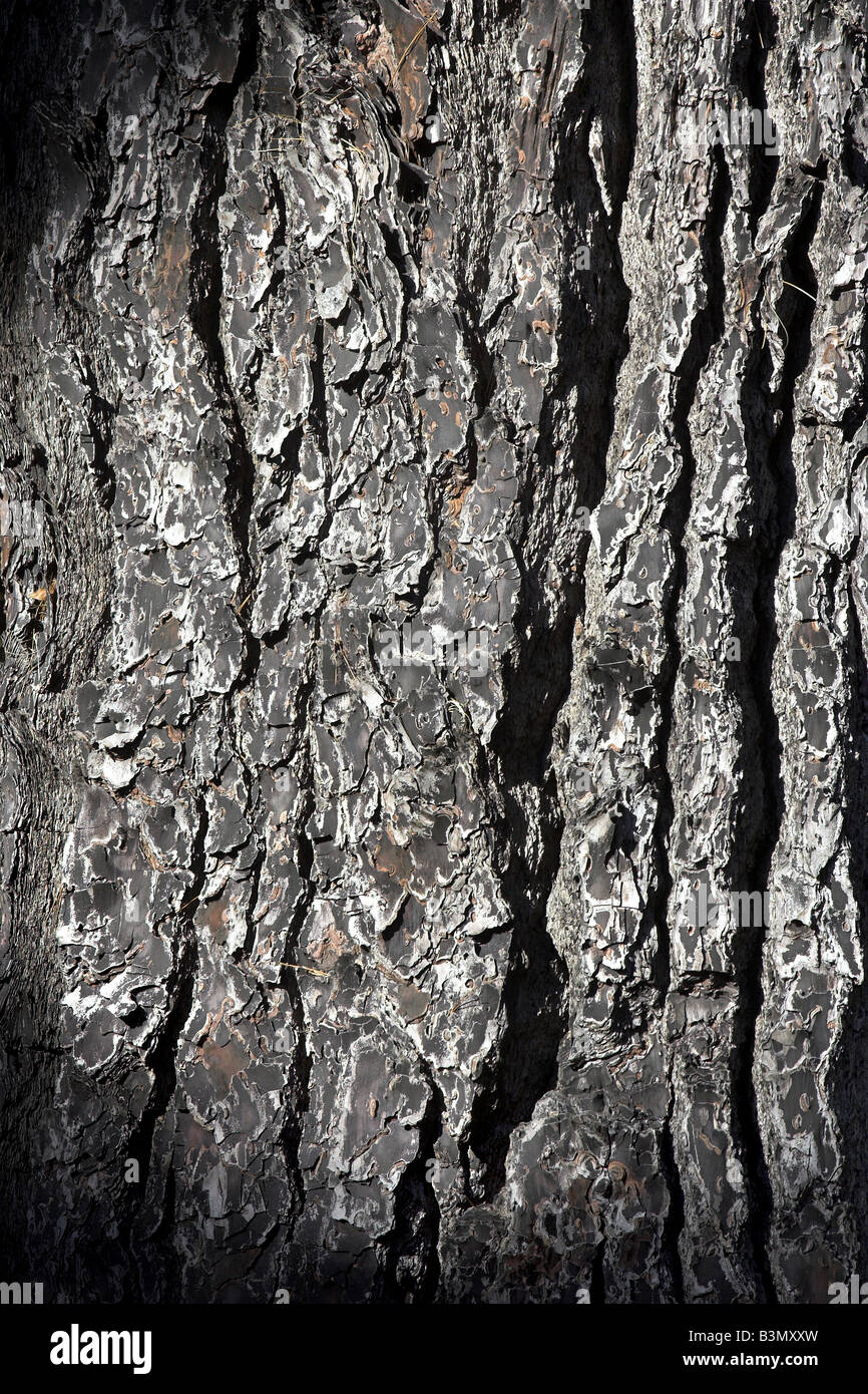 detail of bark of pinus radiata or monterey pine at Isel Park Nelson ...