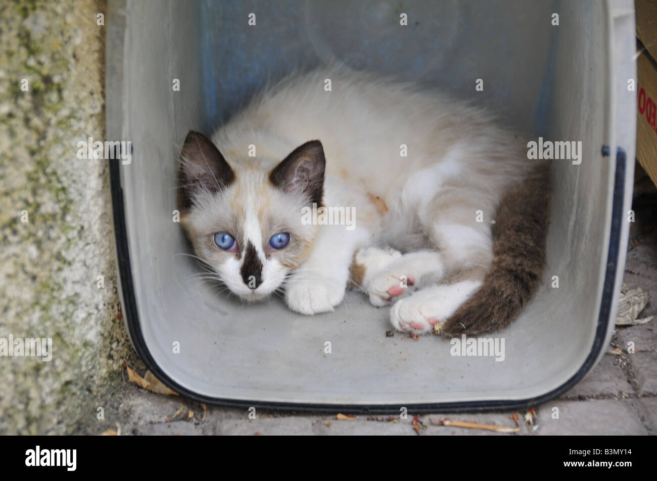 portrait of a blue eyed puppy cat sitting inside a bucket Stock Photo ...