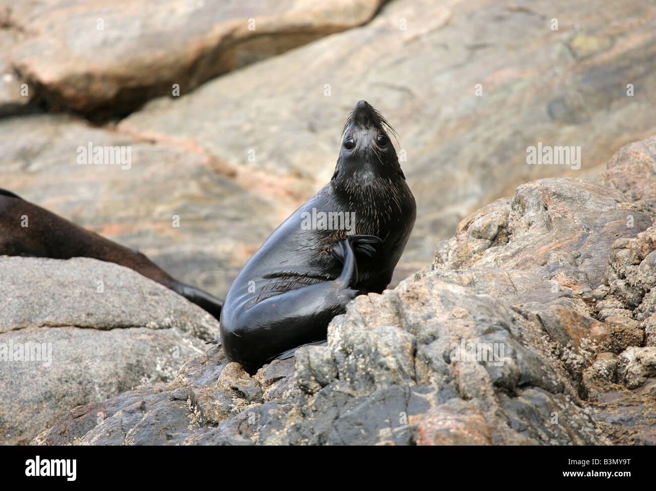 Seal looking over its back Cape Wiles South Australia Stock Photo - Alamy