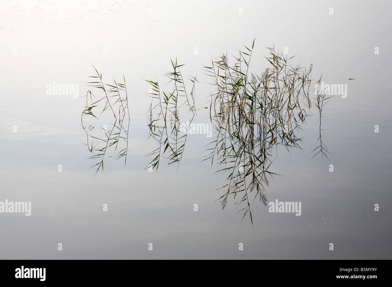 Group of reeds with reflections on still water Stock Photo - Alamy