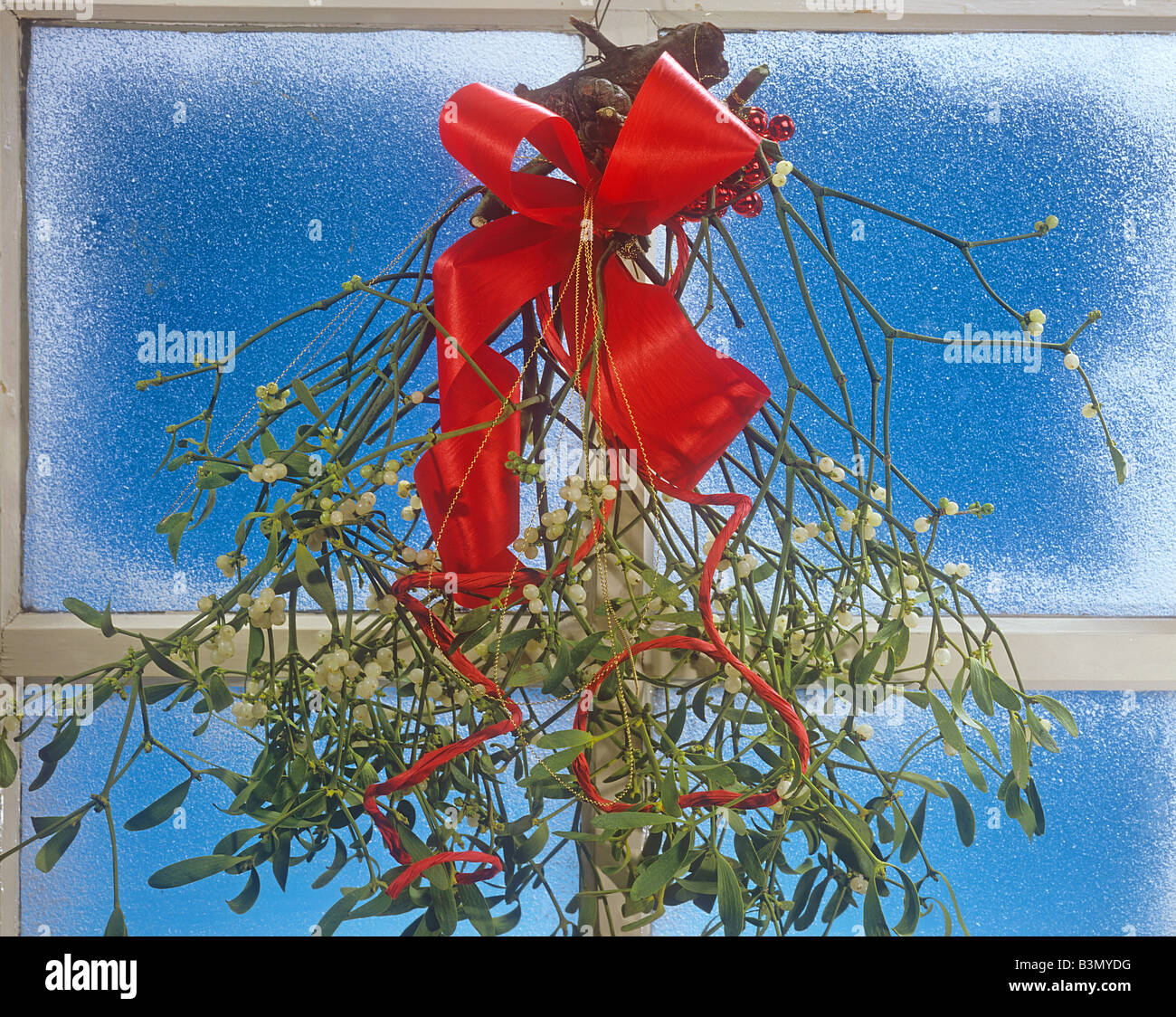 Sprigs of mistletoe hi-res stock photography and images - Alamy